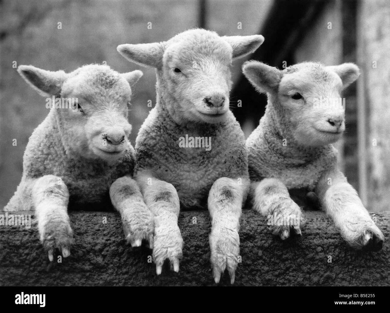 Frisking hi-res stock photography and images - Alamy