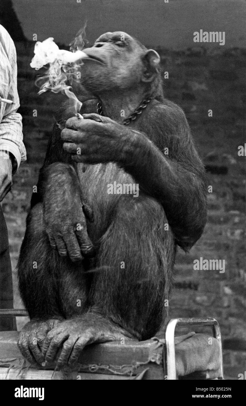 Funny Monkeys Smoking Weed