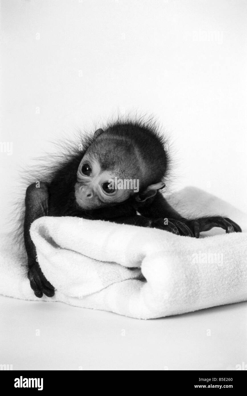 Spider monkey Pedro makes himself at home. May 1994 Stock Photo - Alamy