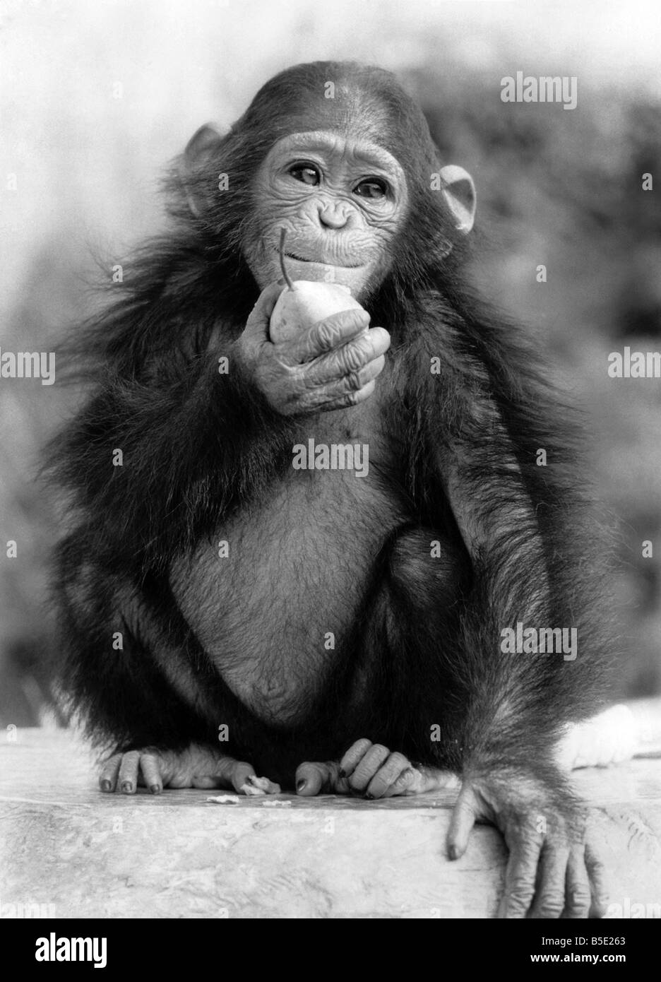 Baby chimp Annie eating an a piece of fruit May 1984 Stock Photo - Alamy