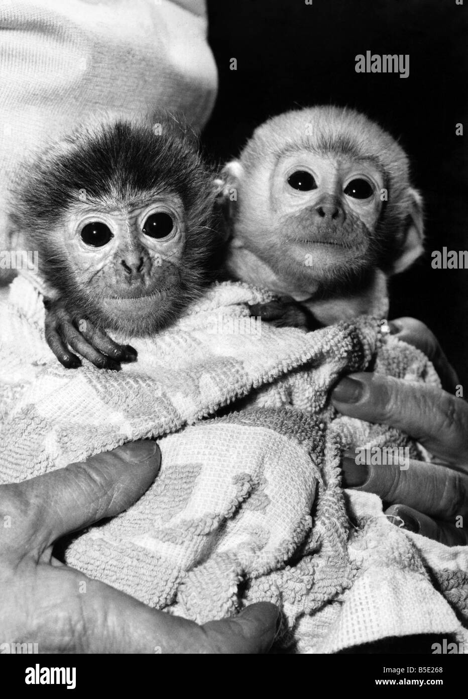 Monkey together Black and White Stock Photos & Images - Alamy