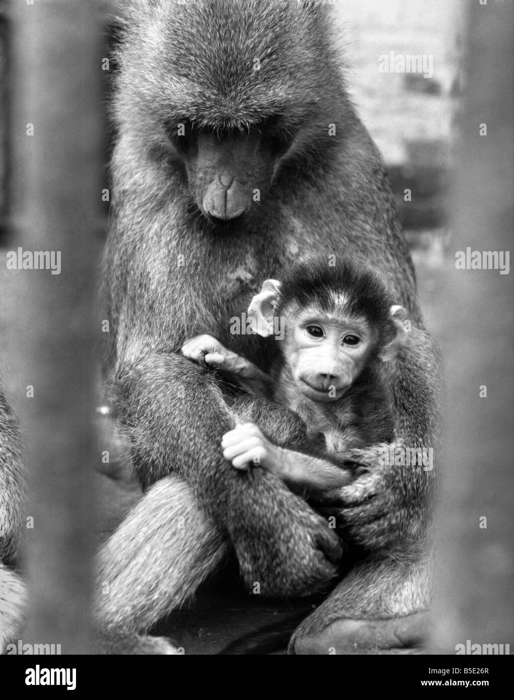 Lola the baboon holding her baby called Guy at Chessington Zoo, Surrey ...