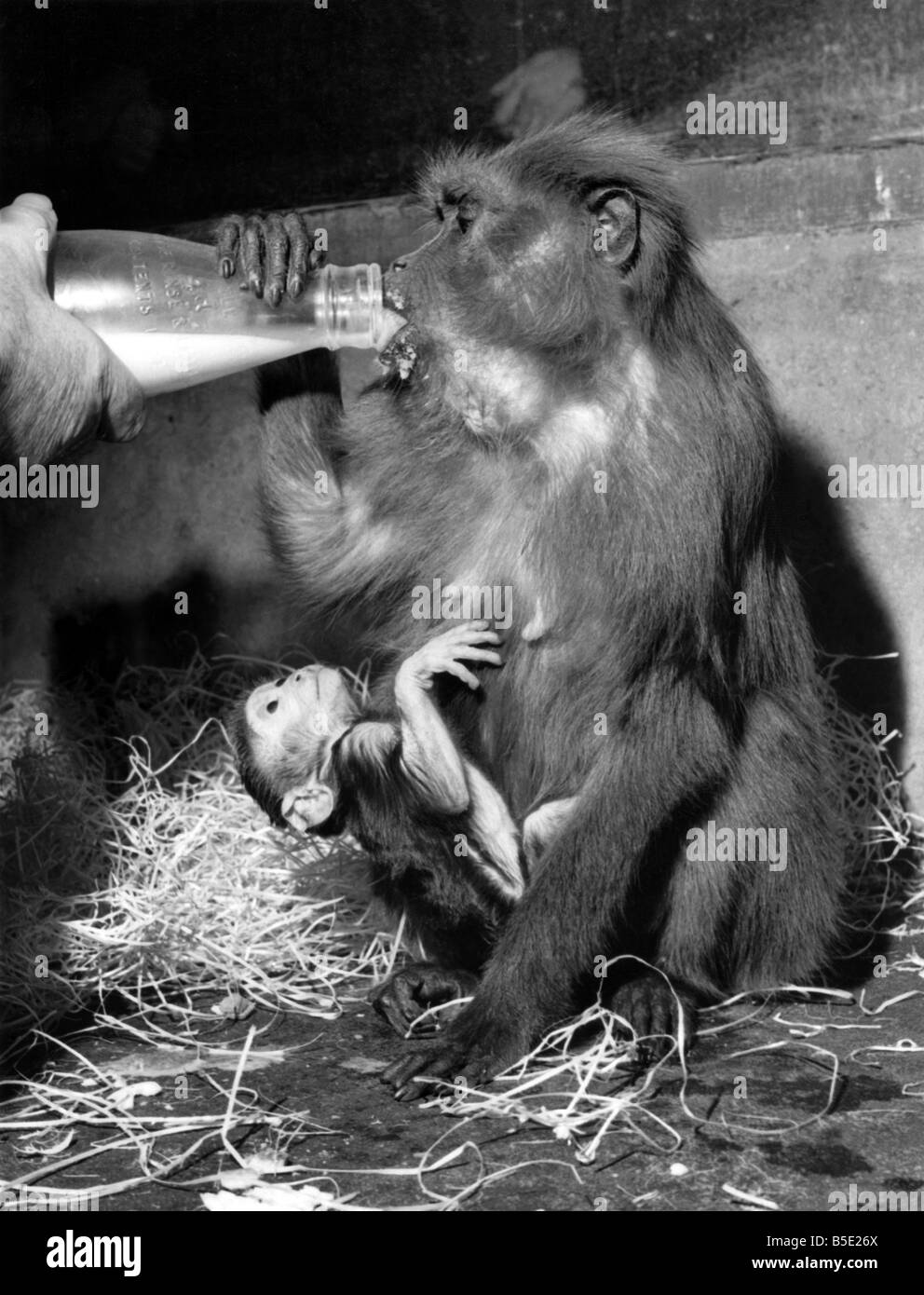 Monkey bred hi-res stock photography and images - Alamy