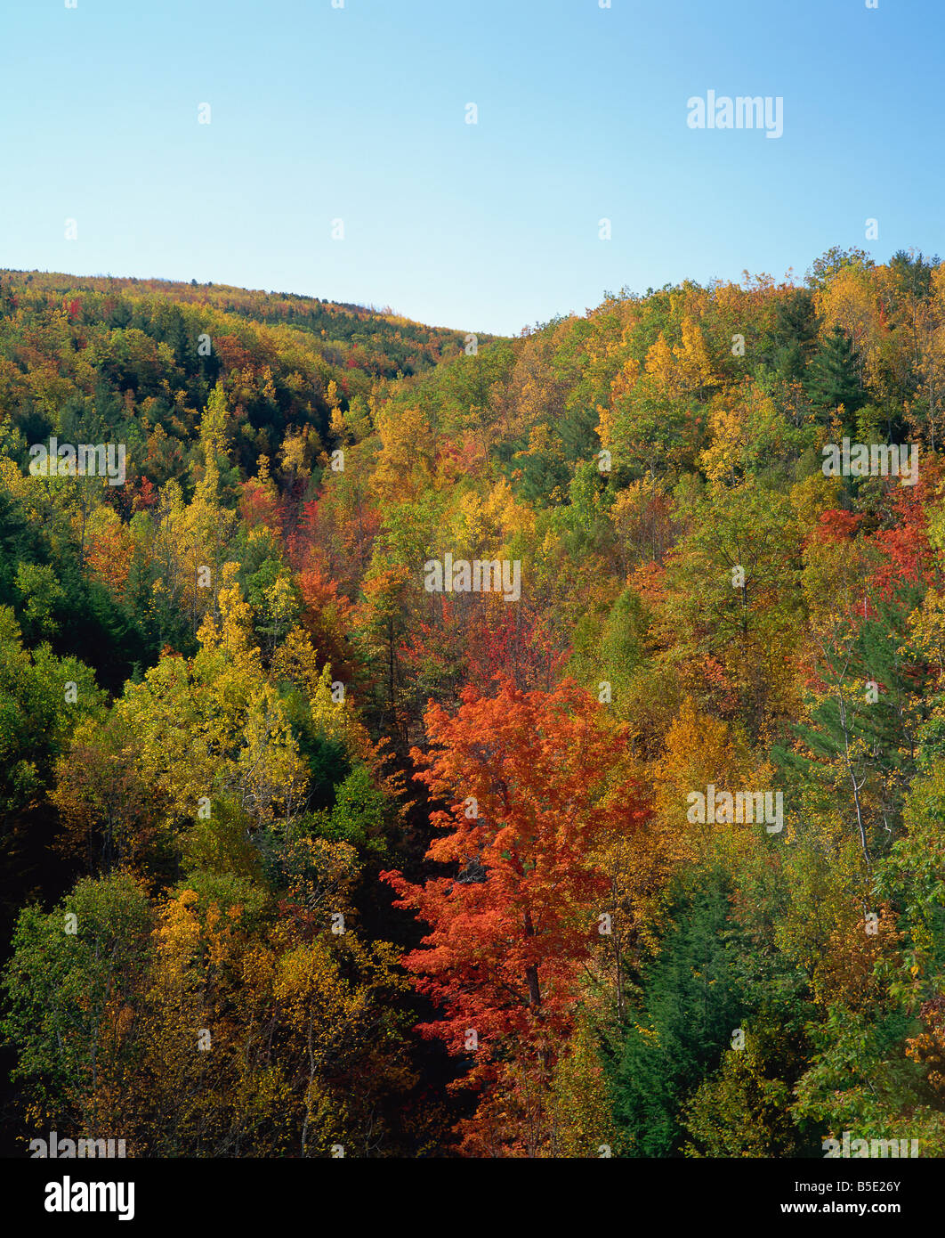 Trees in fall colours in woods in the Acadia National Park Maine New ...