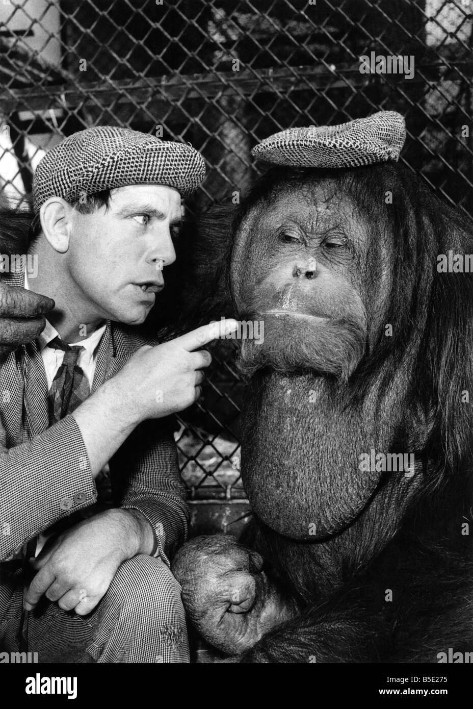 The day Wisdom visited Mr. Jiggs it was a question of: Who is making a ...