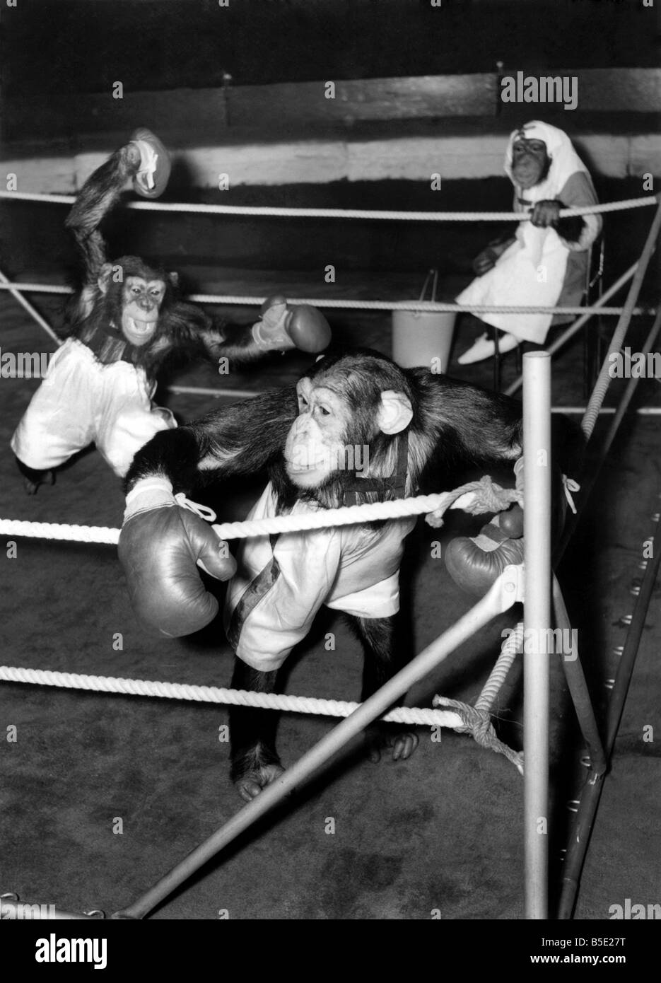 1950s boxing ring hi-res stock photography and images - Alamy