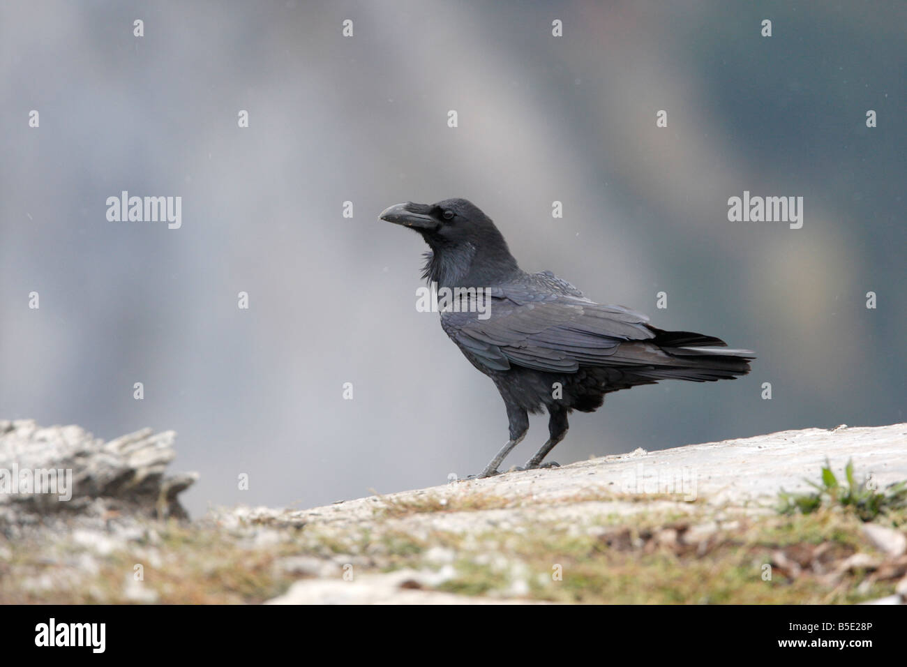 Raven hi-res stock photography and images - Alamy