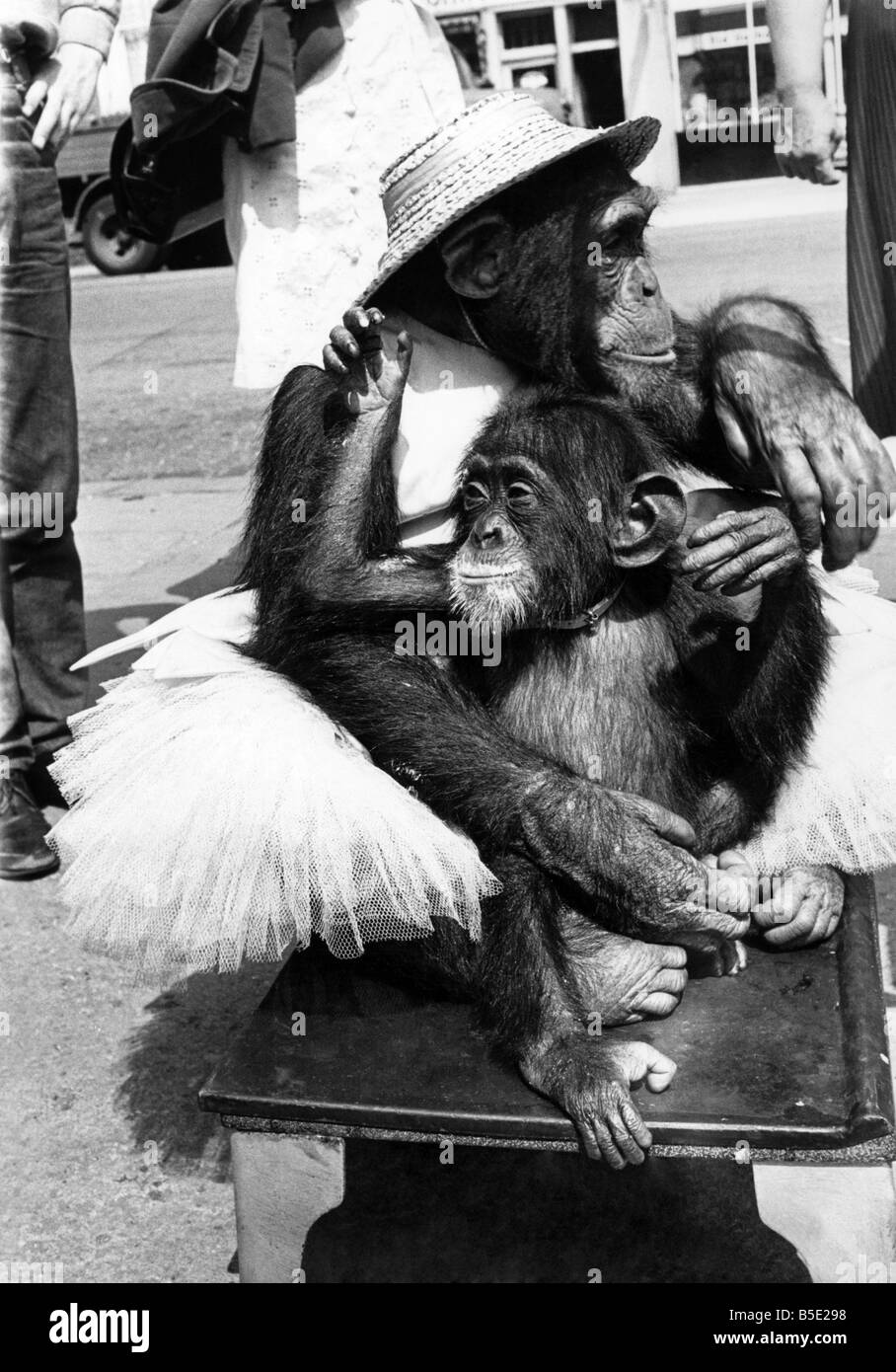 Linda, a three year old chimp, and two baby chimps, Baron and Gerry ...