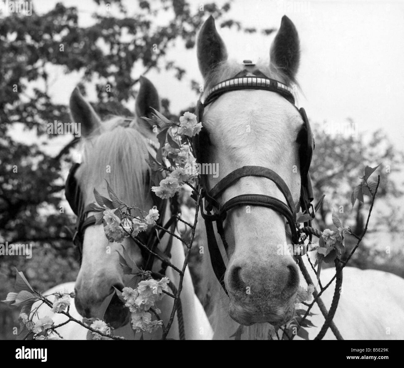 Whitbread horse hi-res stock photography and images - Alamy