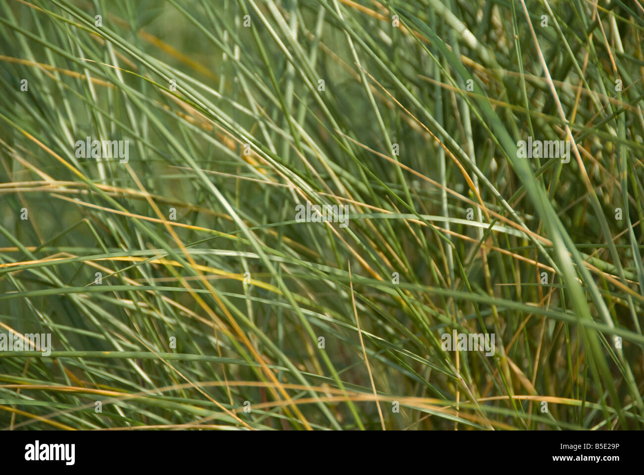 Marron grass hi-res stock photography and images - Alamy