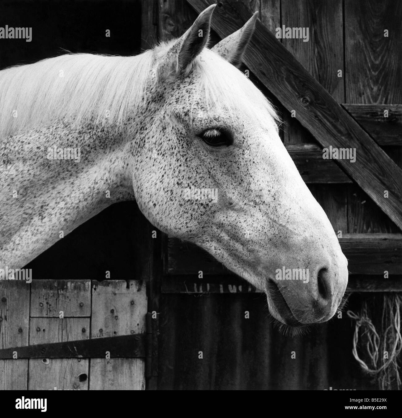 Horse stables 1960s hi-res stock photography and images - Alamy