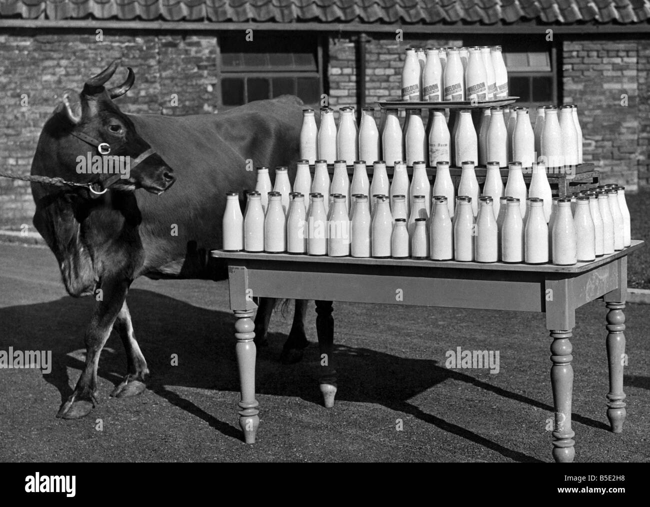 A 7 year old Jersey Cow Takes A Look At Her World Record Day s Work 95 a-7-year-old-jersey-cow-takes-a-look-at-her-world-record-day-s-work-95