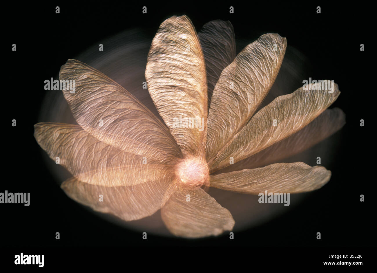 graine d erable allant vers le sol a la maniere d un helicoptere maple ...