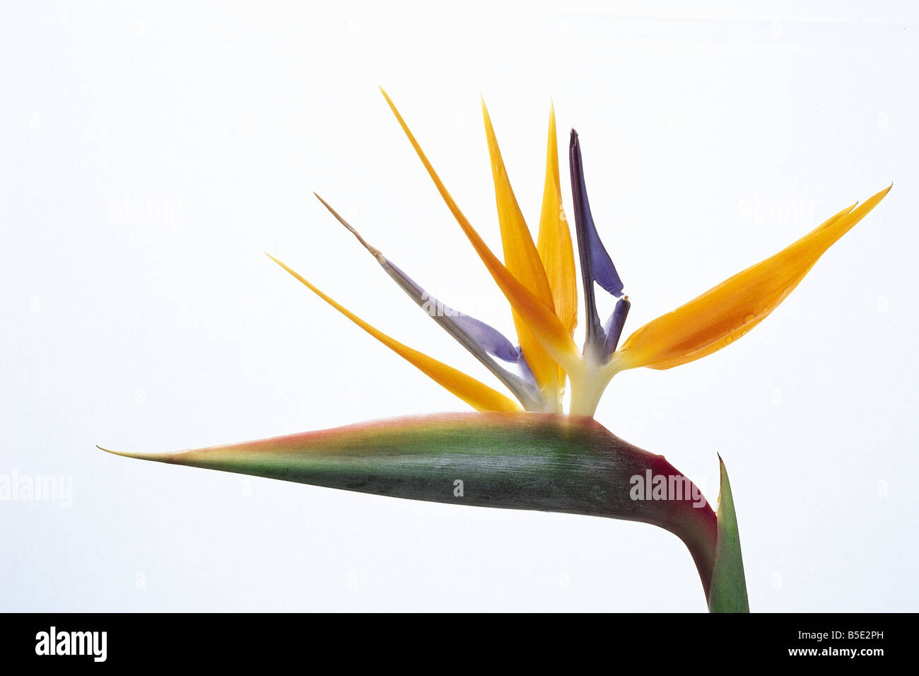 Flower petal decoration hi-res stock photography and images - Alamy