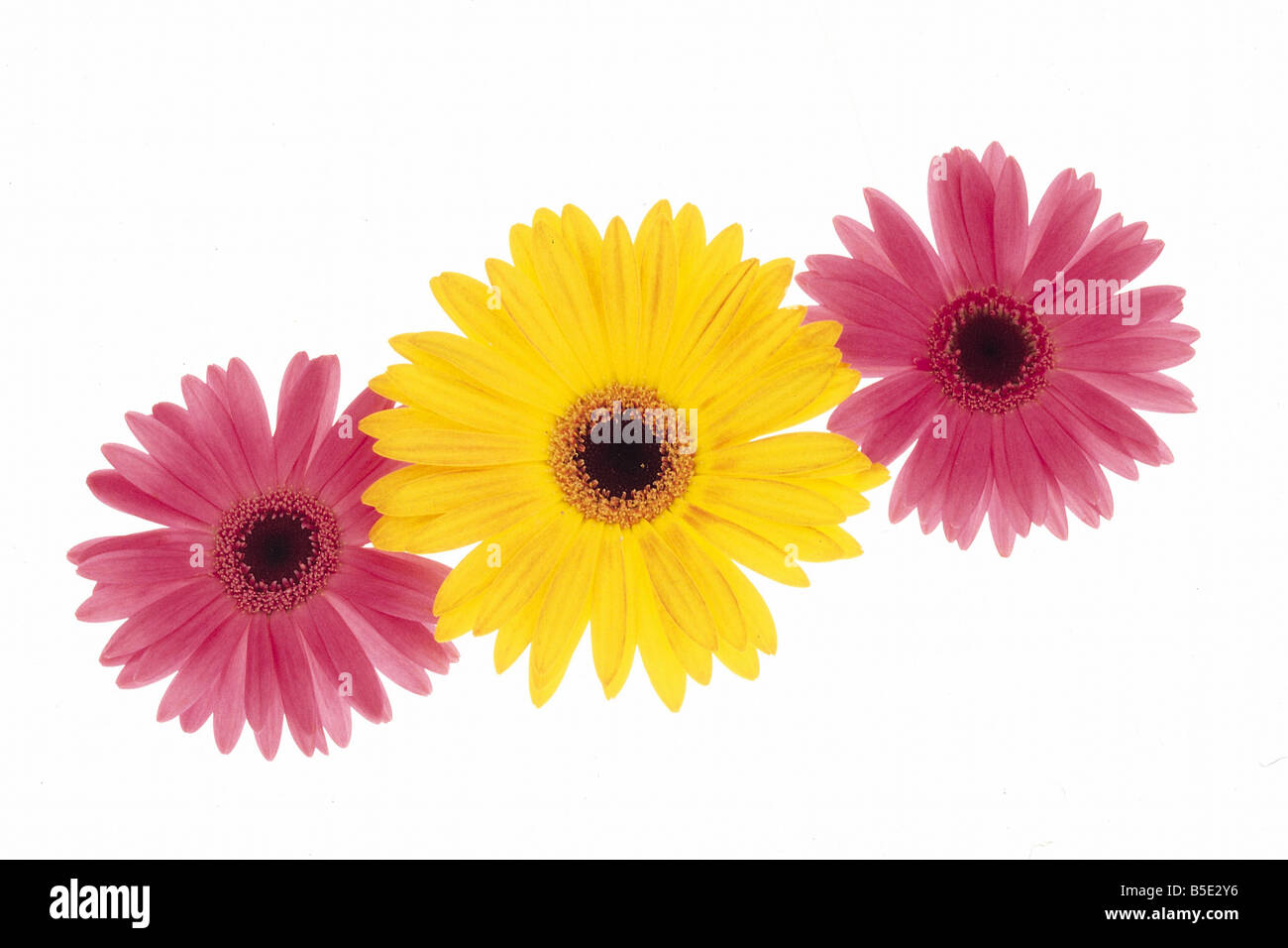 Beautiful details Cut Out Stock Images & Pictures - Alamy