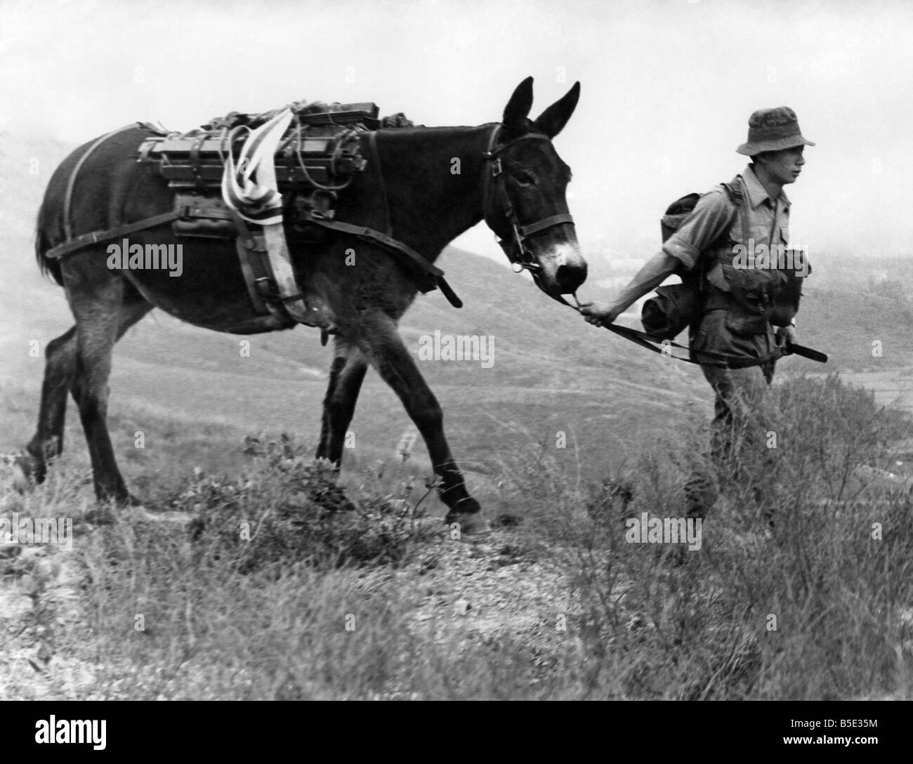 Military Mule Stock Photos & Military Mule Stock Images - Alamy