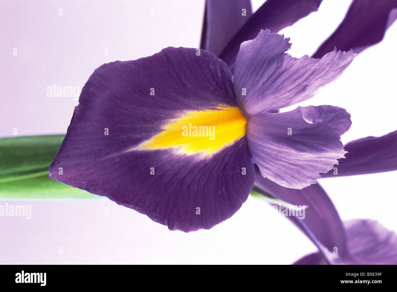 Flower petal details hi-res stock photography and images - Alamy