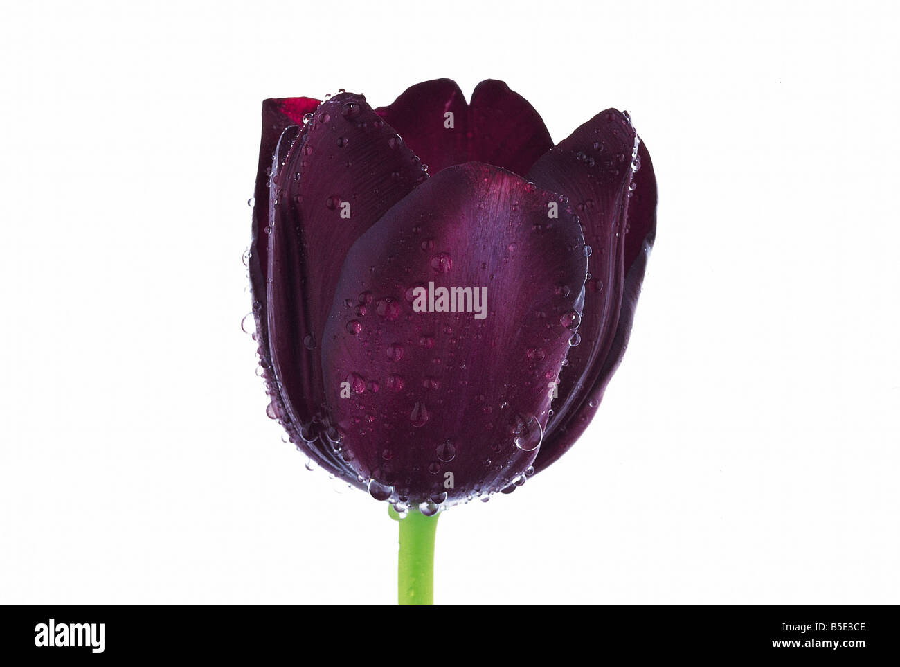 Petal details Cut Out Stock Images & Pictures - Alamy