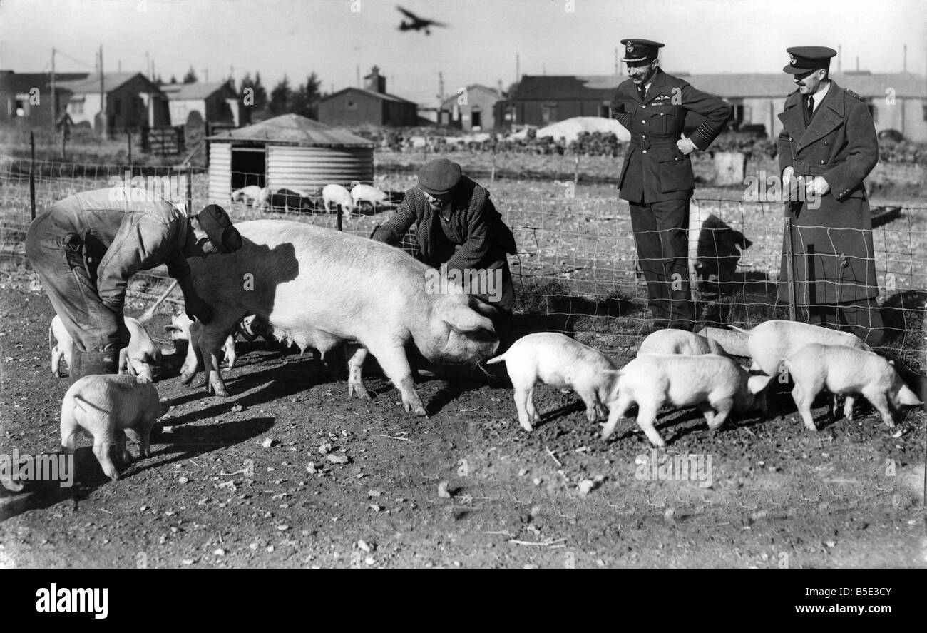Pigs at an air station during the war. November 1941 Stock Photo - Alamy