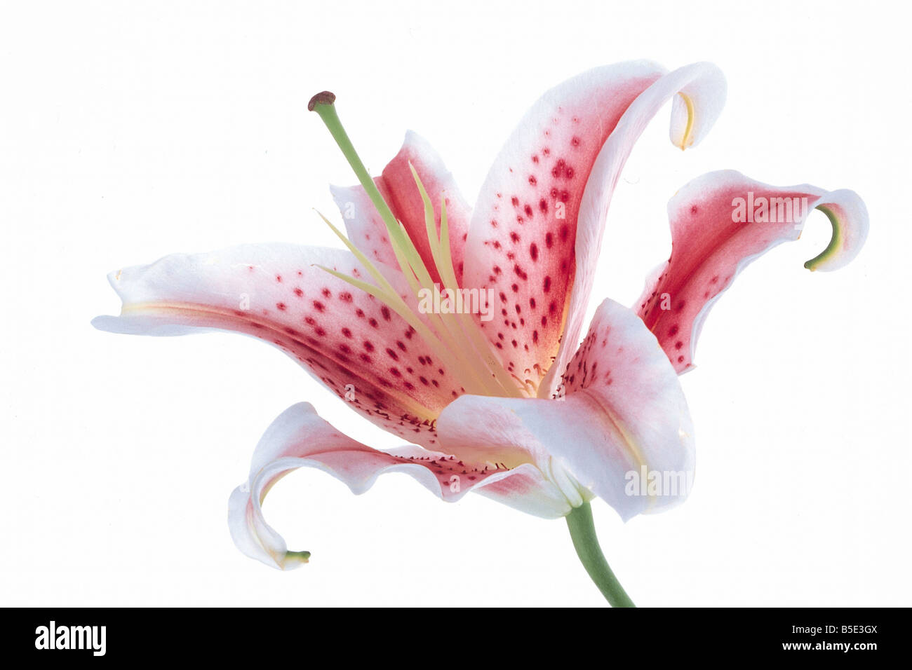 Beautiful lily flower Cut Out Stock Images & Pictures - Alamy