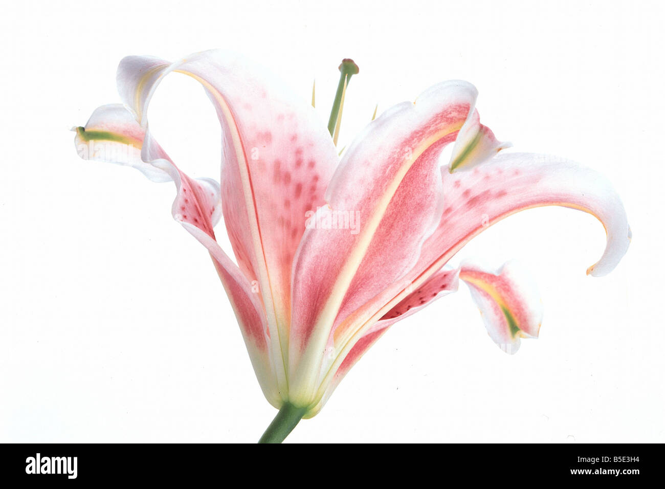 Petal details Cut Out Stock Images & Pictures - Alamy