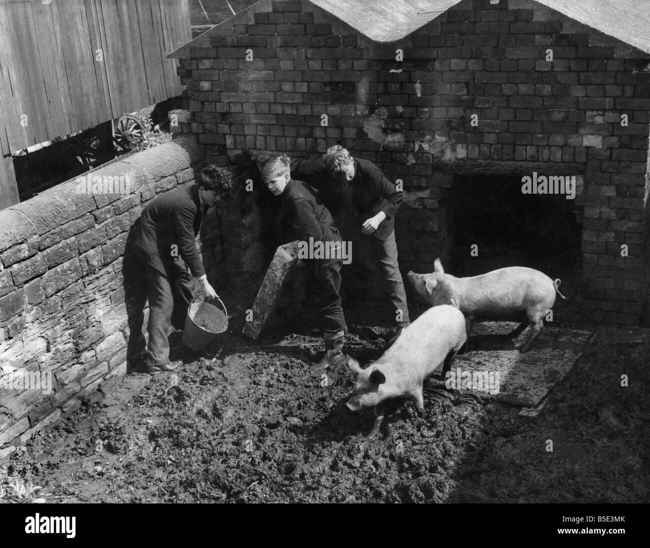 Yorkshire pig farm Black and White Stock Photos & Images - Alamy