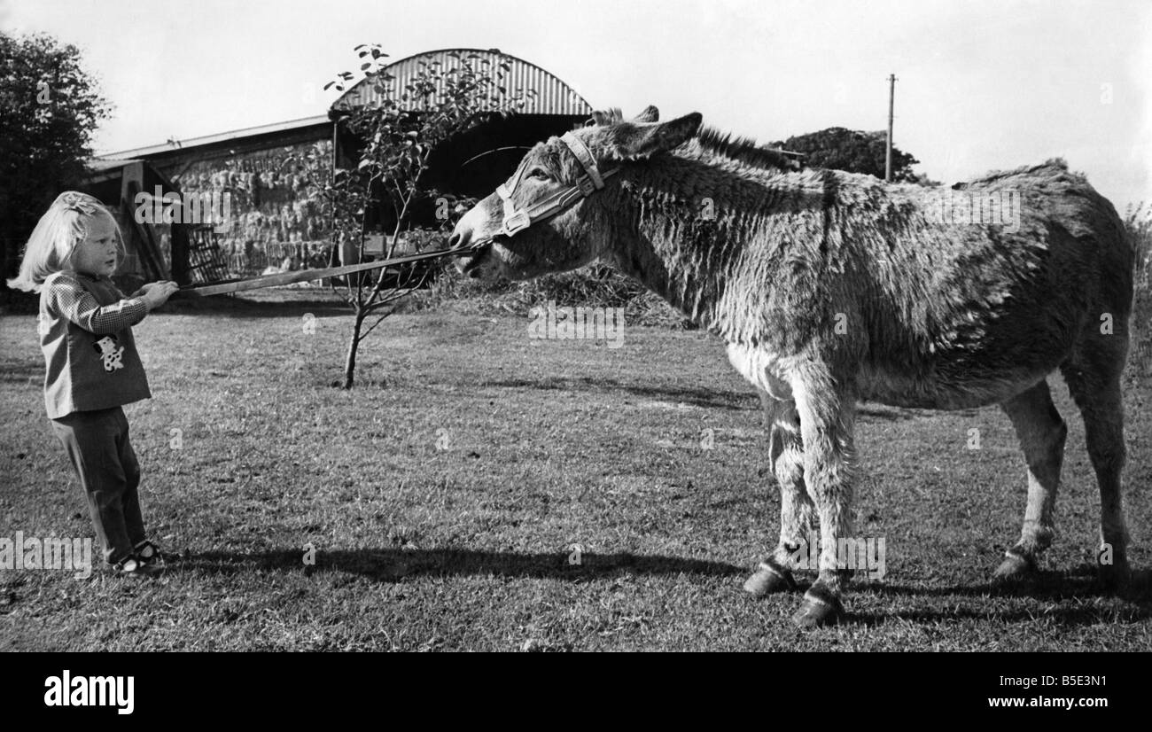 Young girl pulling along a donkey. October 1961 Stock Photo - Alamy