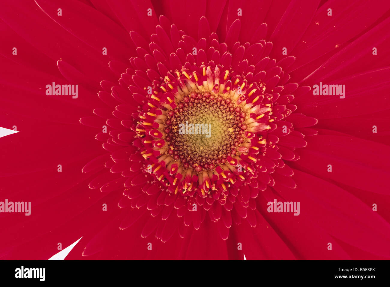 Wildflower details hi-res stock photography and images - Alamy