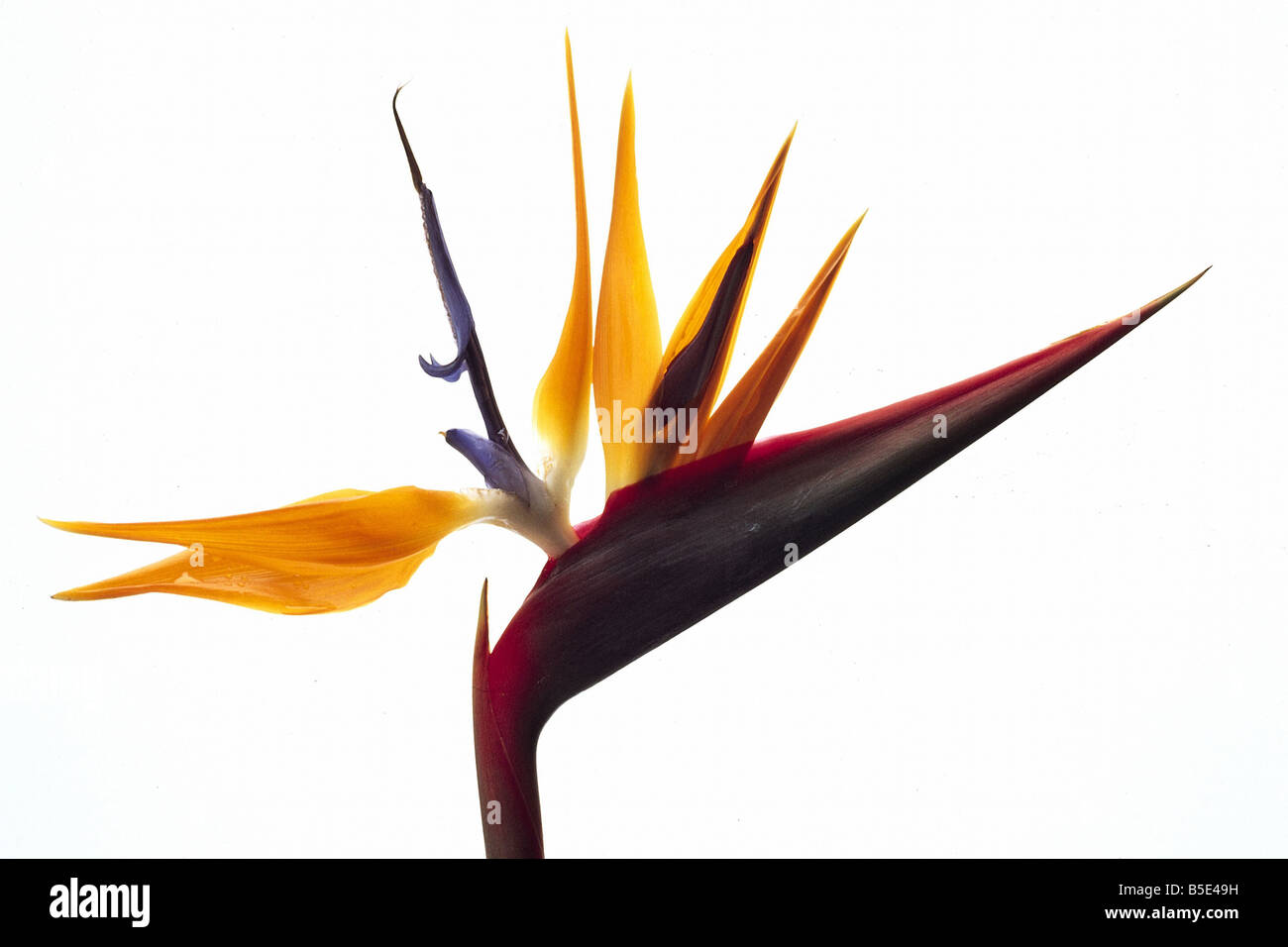 Petal details Cut Out Stock Images & Pictures - Alamy