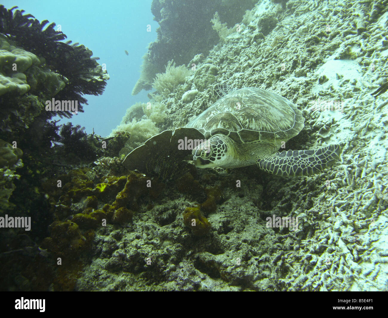 Sea Turtle in Gili Trawangan in Lombok in Indonesia Stock Photo - Alamy