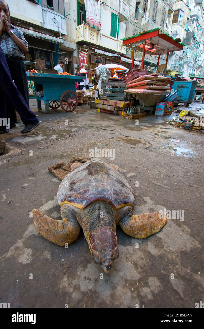 Sea Turtle for Sale as Food in a Bazaar in Alexandria Egypt Stock Photo ...