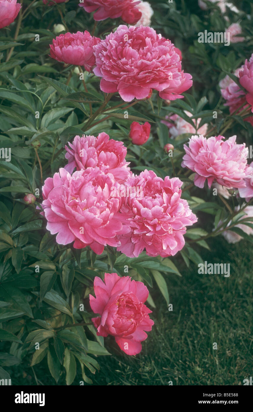Peonies in spring garden Stock Photo - Alamy