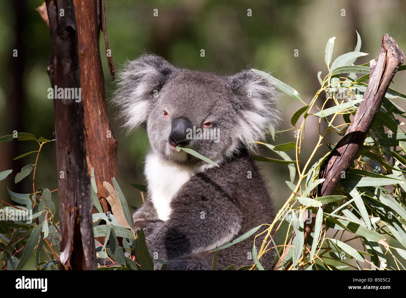 Koala Bear Cleland Wildlife Park Adelaide Southern Australia Stock ...