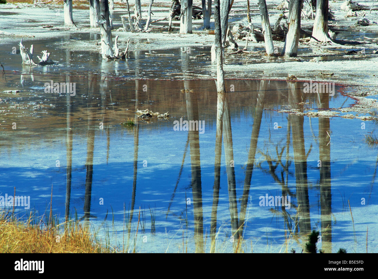 Reflection in water with Geyerite deposits and dead tree trunks killed ...