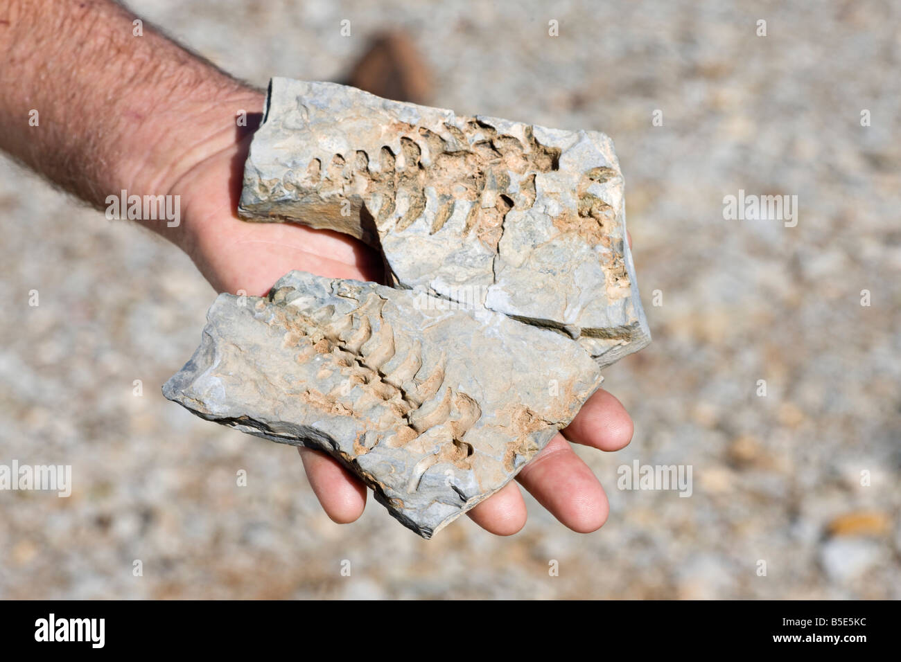 Africa, Namibia, Man holding Mesosaurus tenuidens fossil, close-up ...