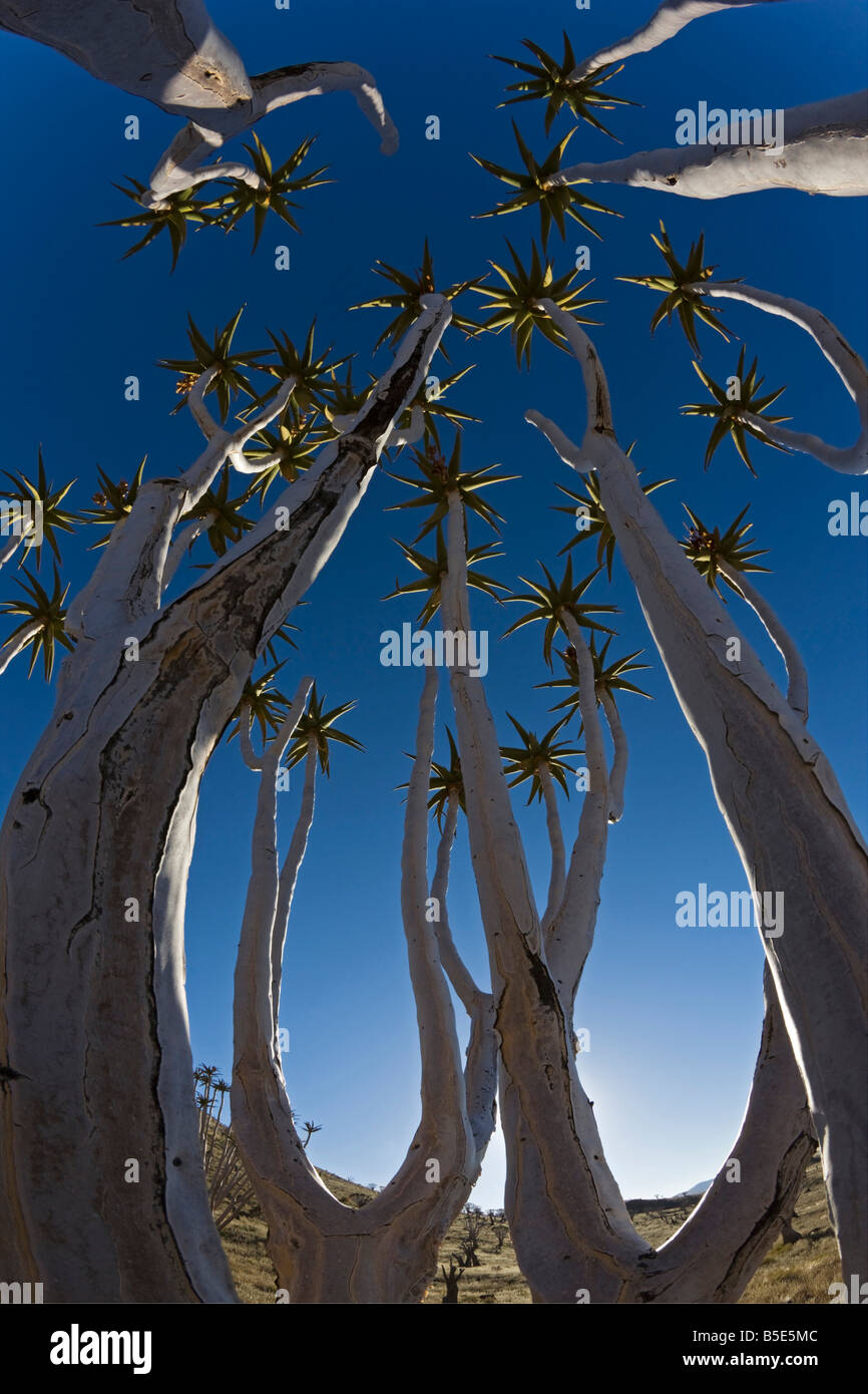 Tubular branches hi-res stock photography and images - Alamy
