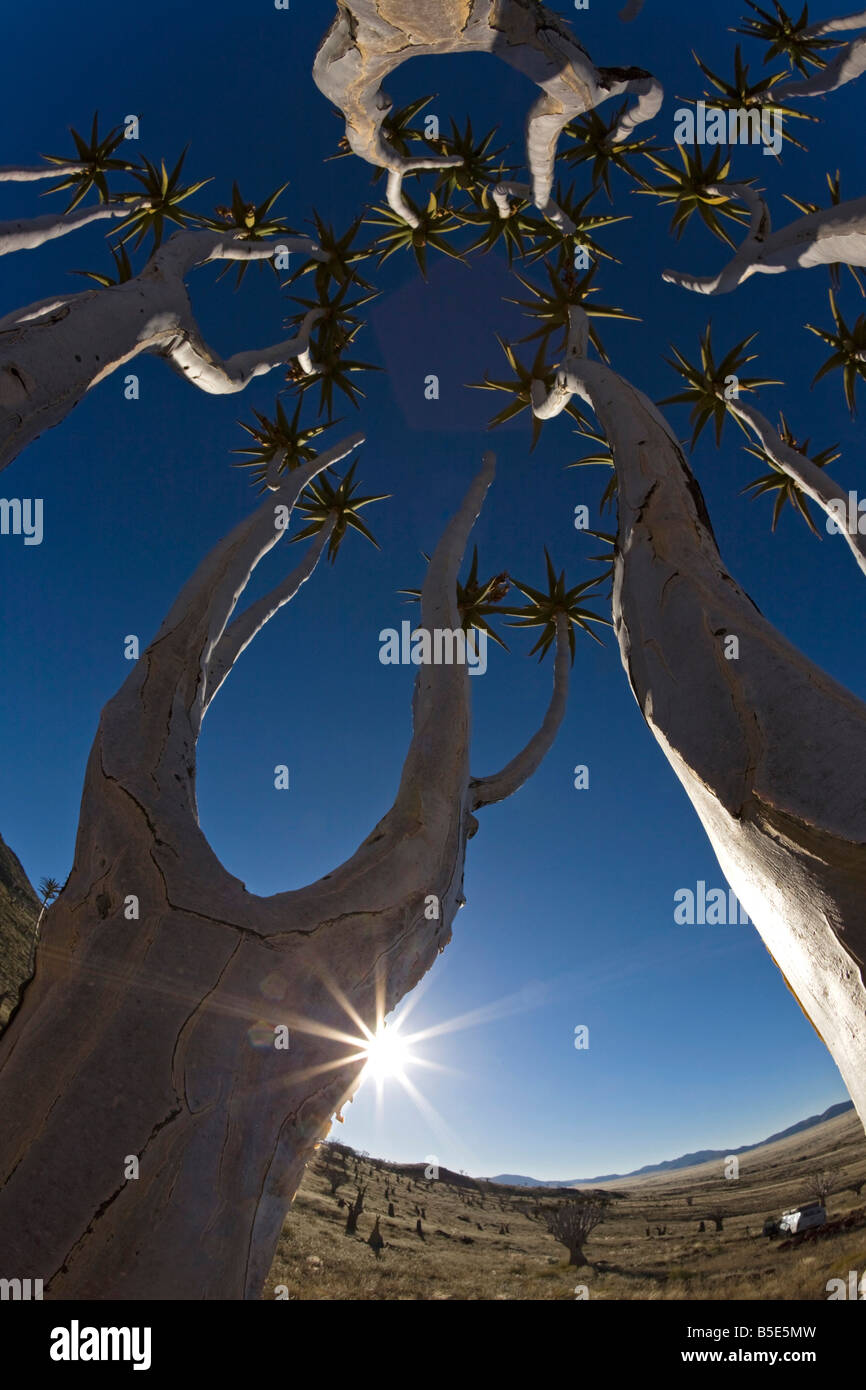 Tubular branches hi-res stock photography and images - Alamy