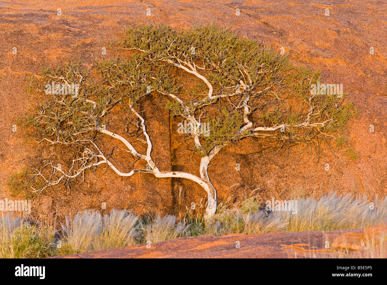 Africa, Namibia, Tree in landscape Stock Photo - Alamy
