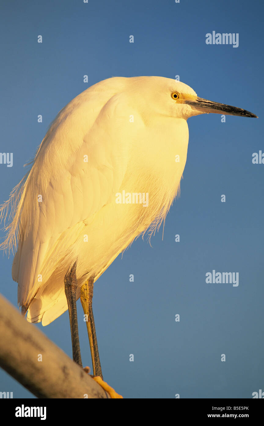 Snowy Egret Birds Californian Wildlife Santa Barbara California USA ...