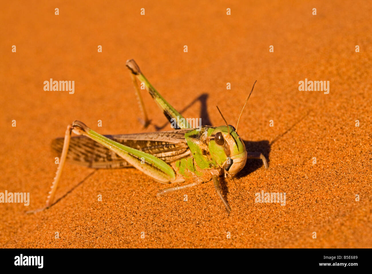 Africa, Namibia, Namib Dessert, Grasshopper, close-up Stock Photo - Alamy