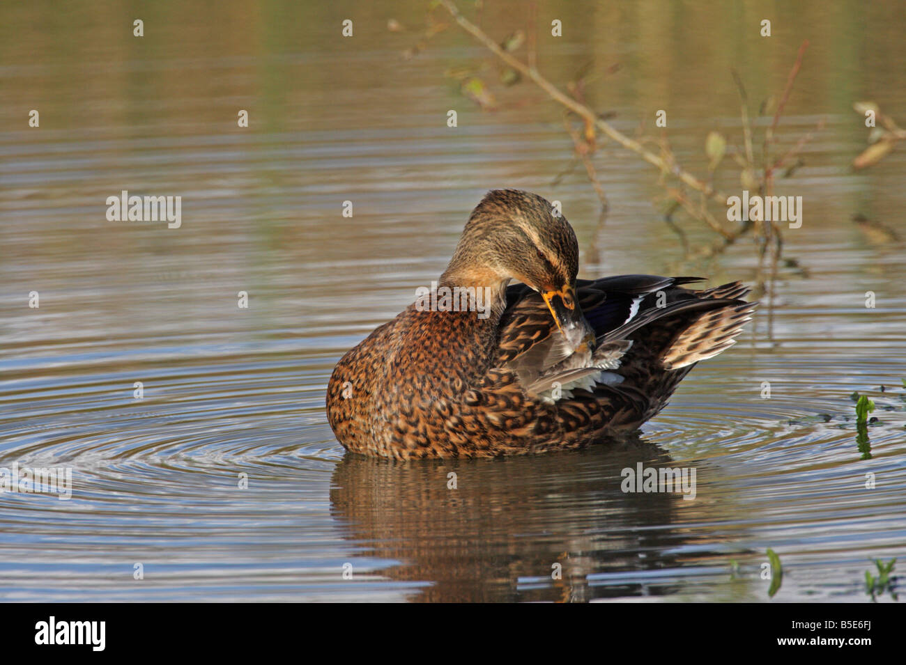 Female duck preening hi-res stock photography and images - Alamy