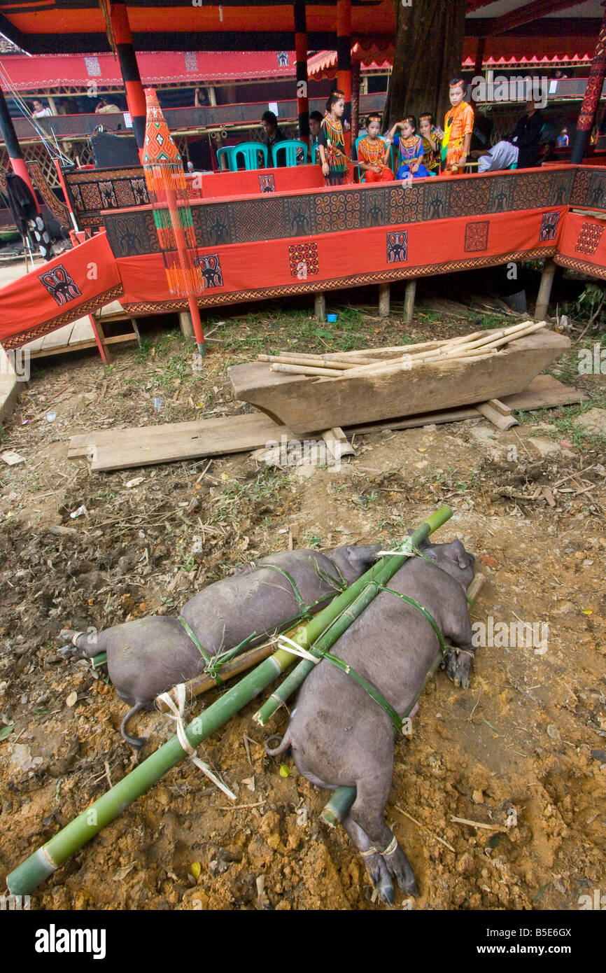 Sacrifical Pigs and Young Girls at a Funeral Ceremony at Tallunglipu ...