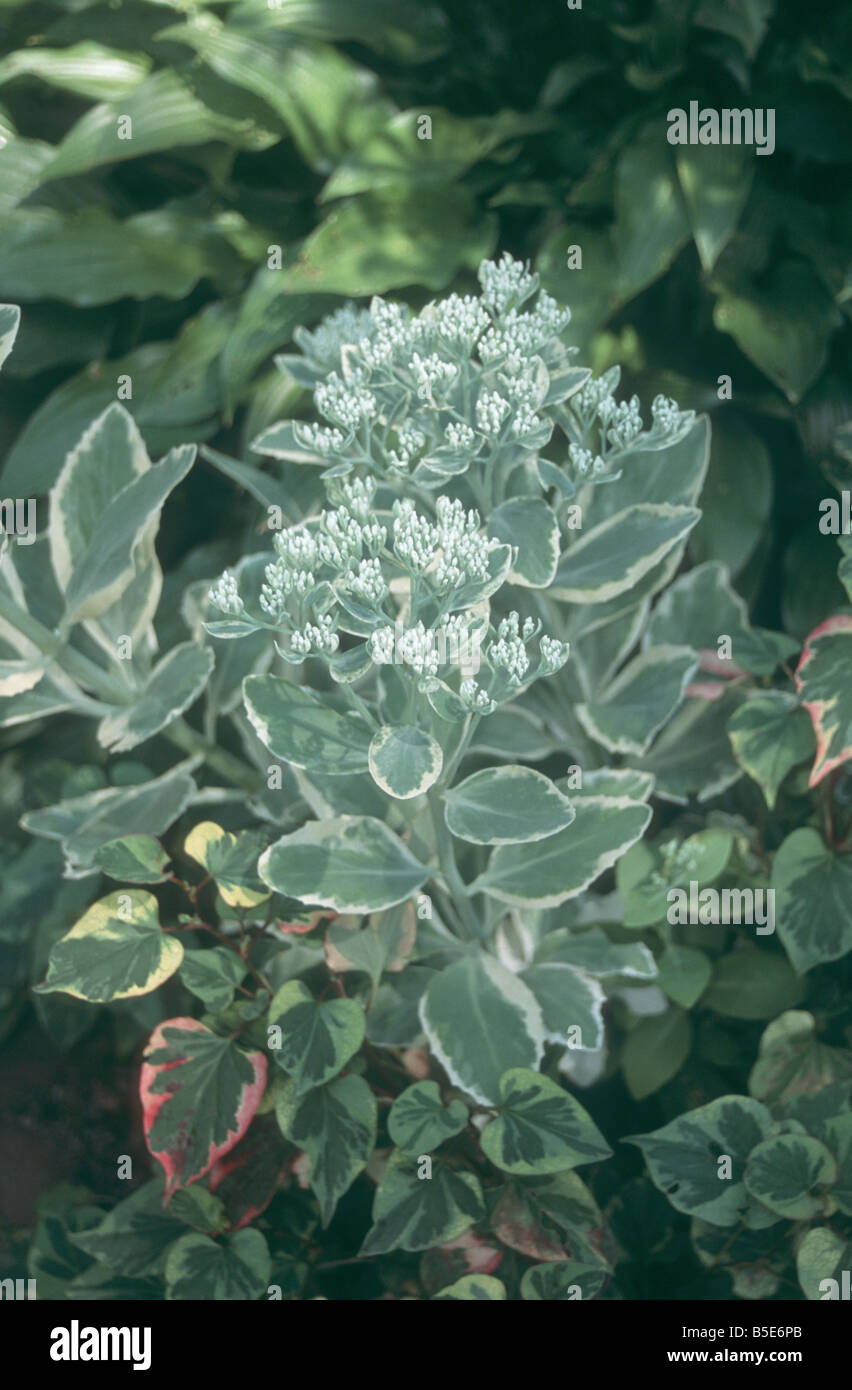 Frosty botanical hi-res stock photography and images - Alamy