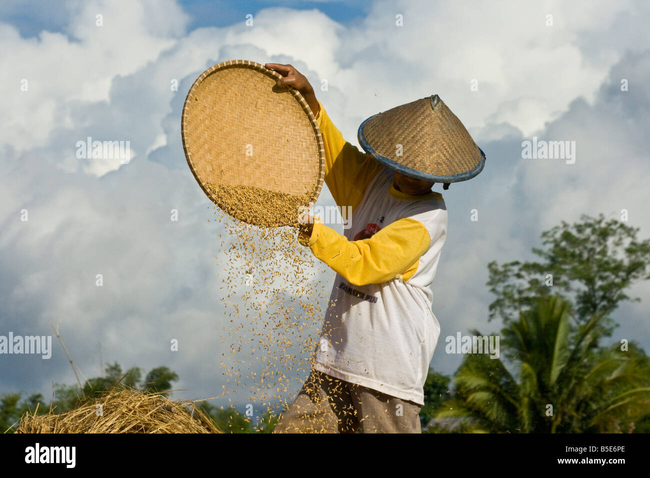 Indonesian Rice Farmer in Tana Toraja on Sulawesi Stock Photo - Alamy