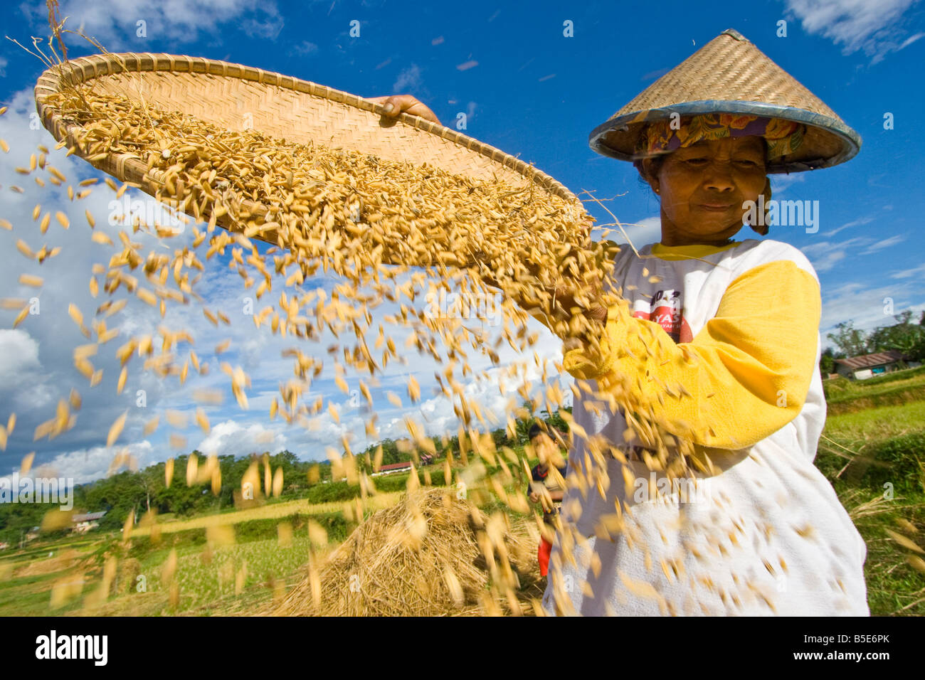 Indonesian Rice Farmer in Tana Toraja on Sulawesi Stock Photo - Alamy