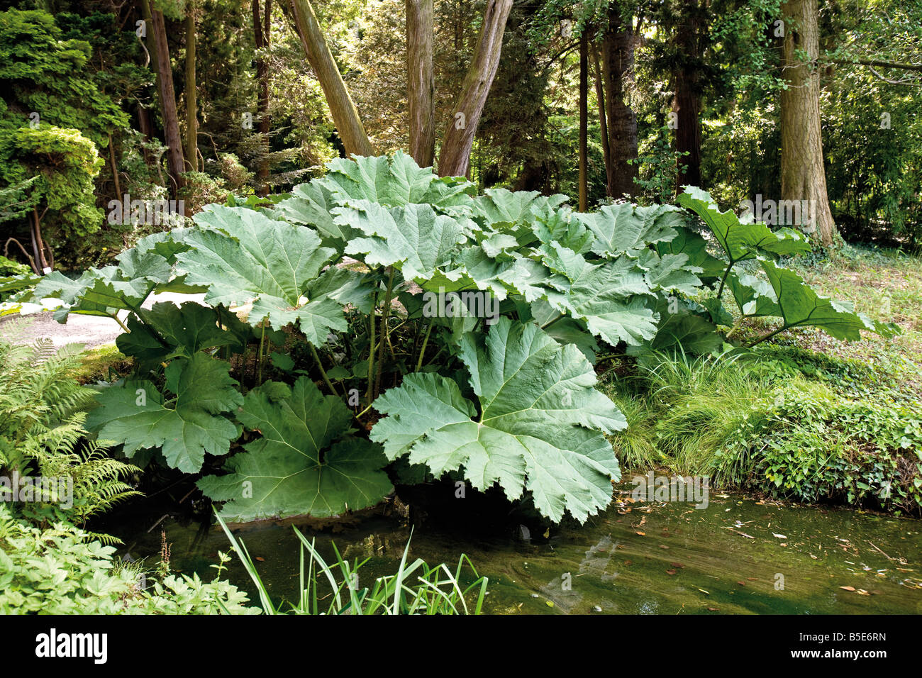 Gunnera Manicata in the forest Stock Photo - Alamy