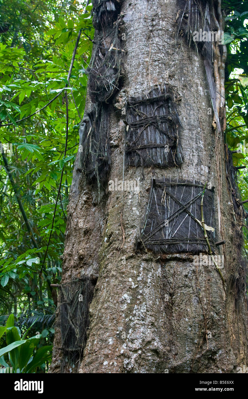 Baby Graves in the Trees in Kambira Village in Tana Toraja on Sulawesi ...