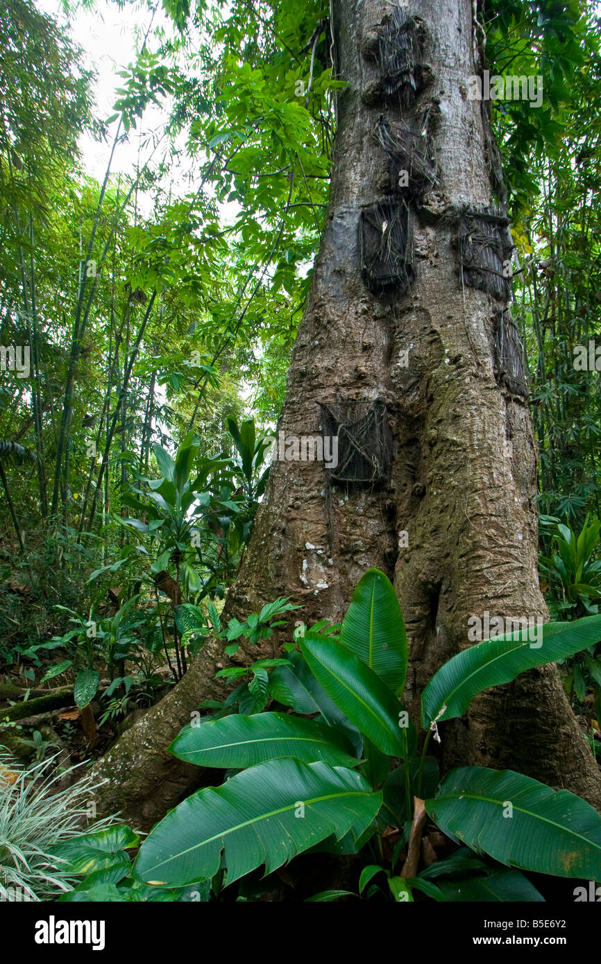 Baby Graves in the Trees in Kambira Village in Tana Toraja on Sulawesi ...