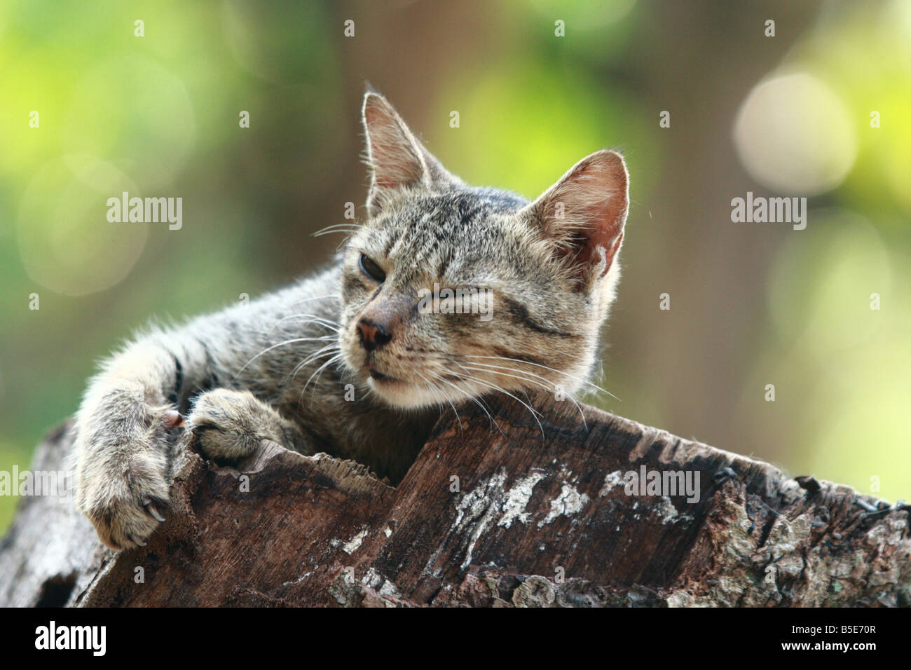 Malay village hi-res stock photography and images - Alamy