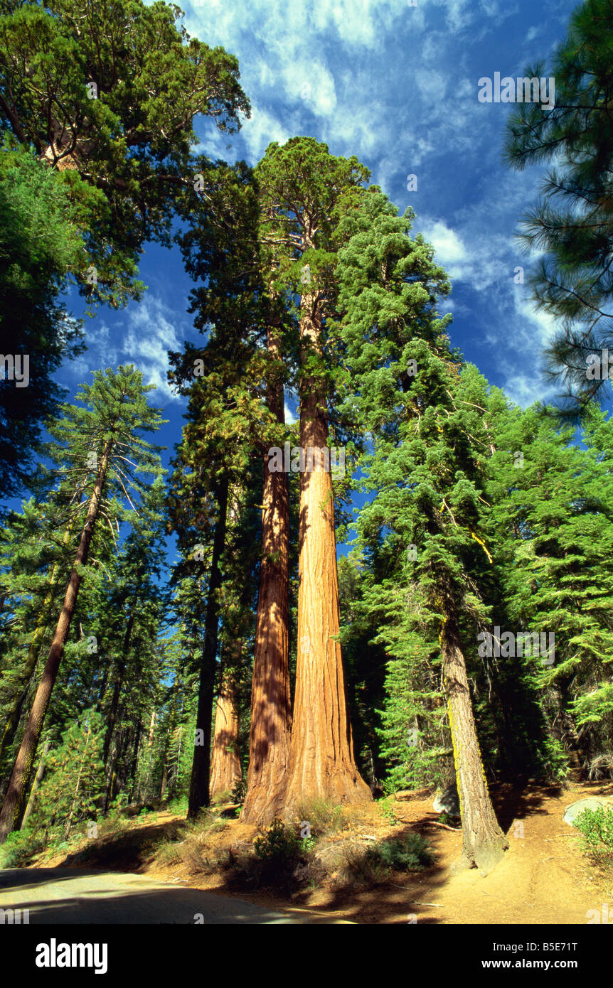 Giant Sequoia trees Mariposa Grove Yosemite National Park California ...